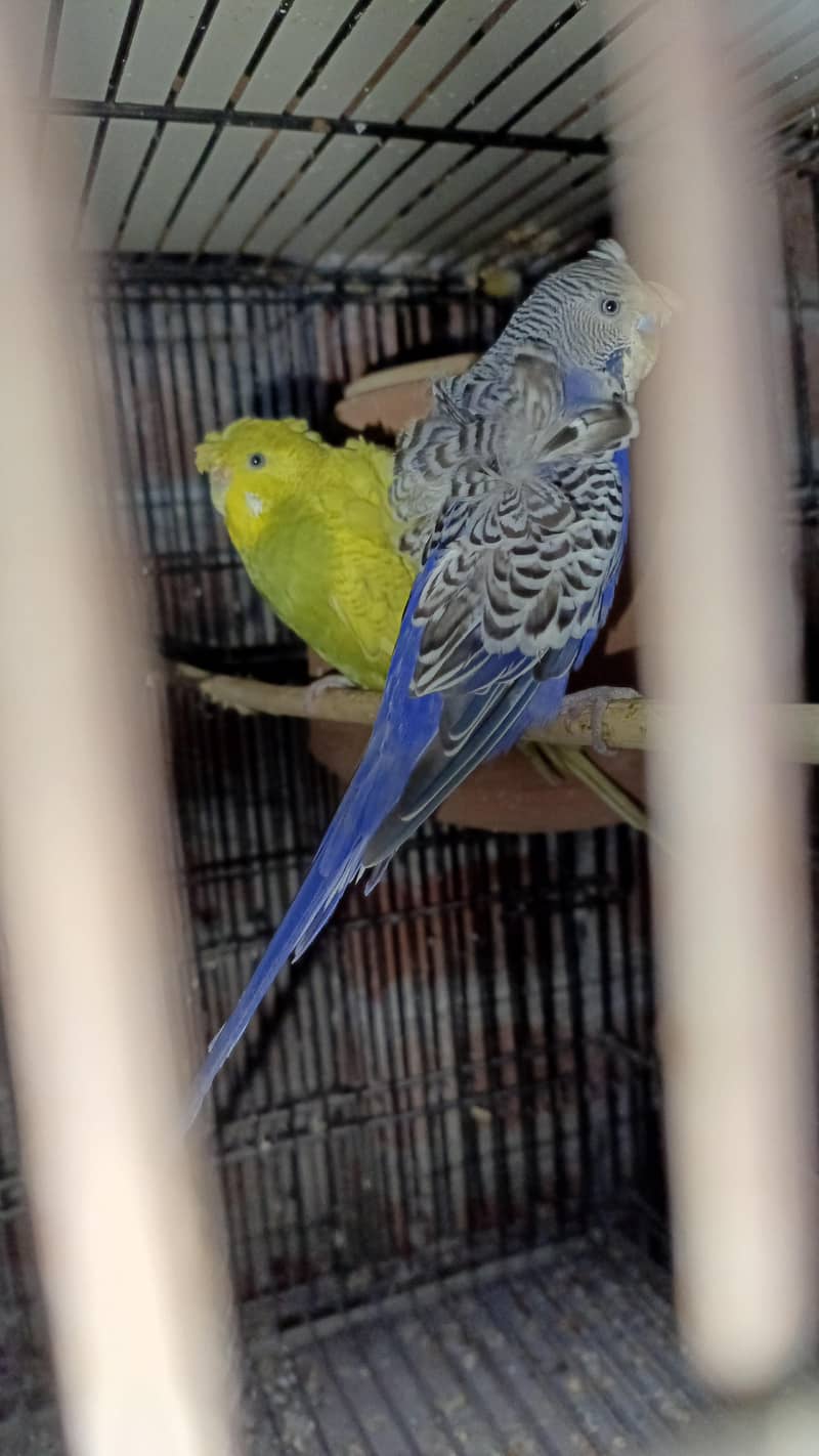 Hogoromo breeder pair double flower - Parrots - 1110408610