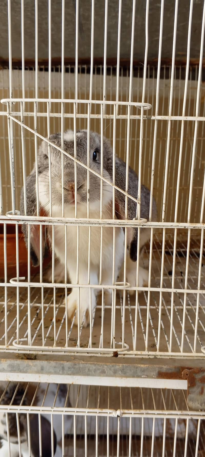 Imported Rabbits - Rabbits - 1110632185