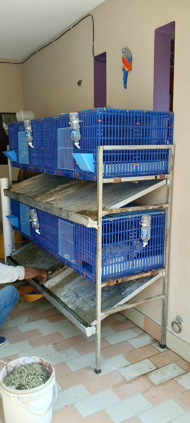 Imported Rabbits - Rabbits - 1110632185