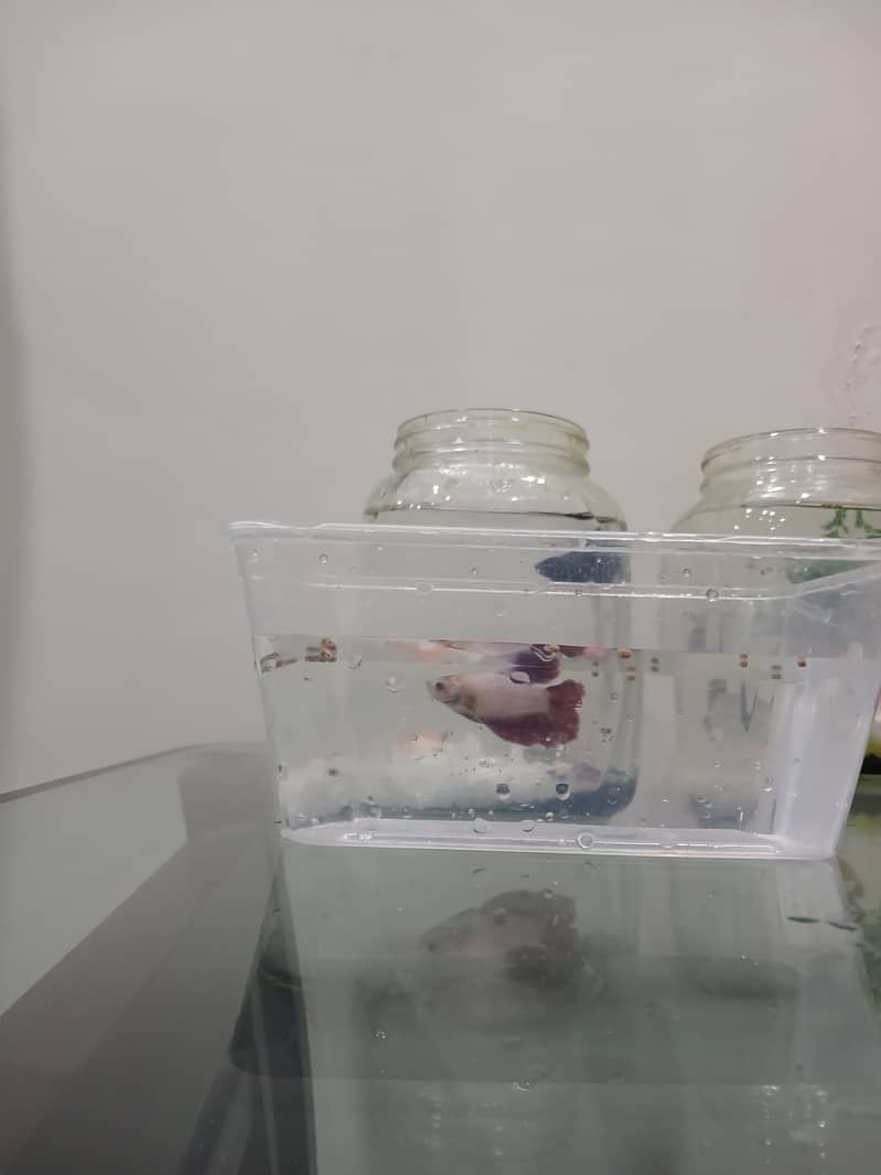 For sale 2 betta female blue betta hold - Fish - 1110645824