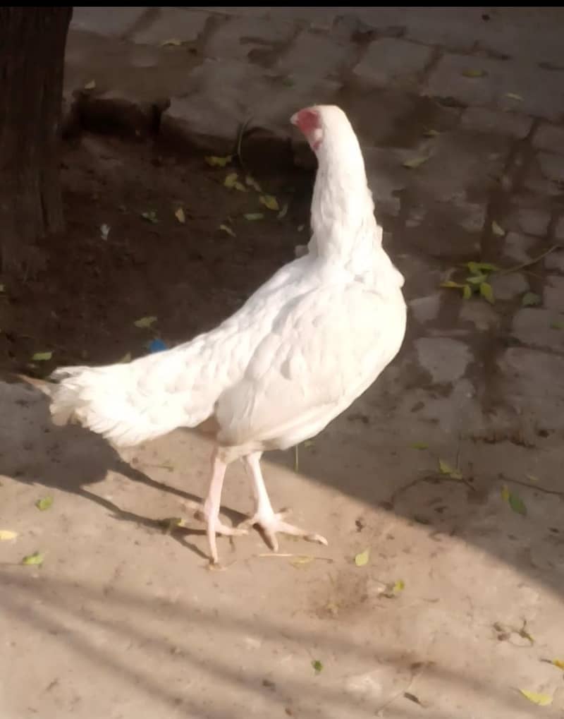 Pure Aseel heera hen/paper white Aseel pathy/ Murga /white heera - Hens ...