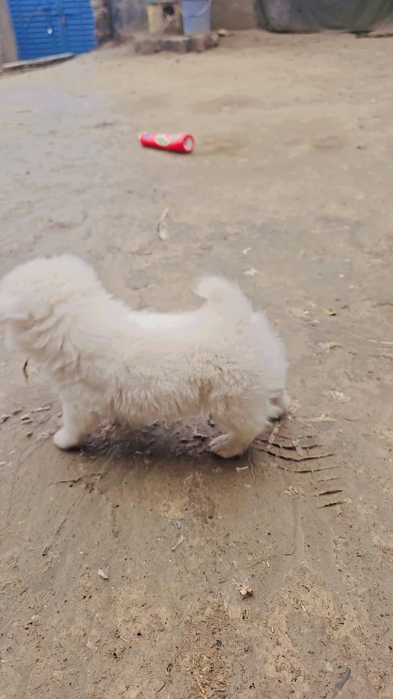 peshta russian little dog - Dogs - 1110657807