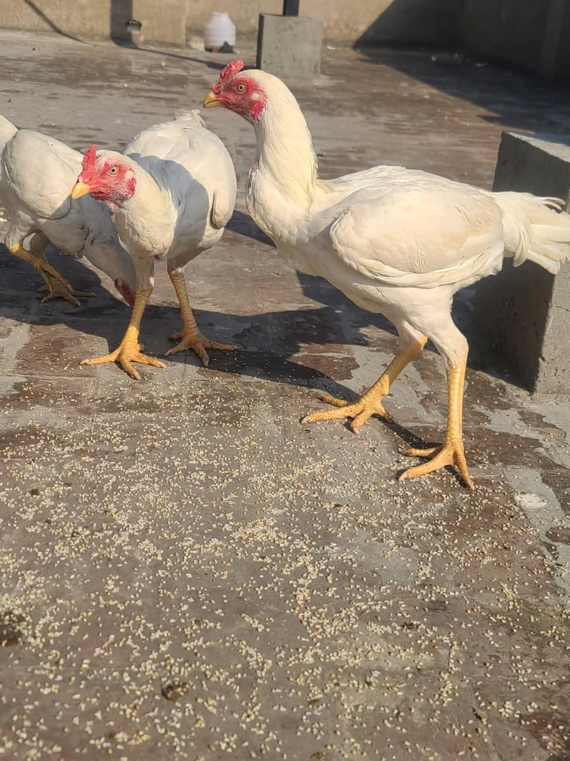 Heera Aseel Paper white - Hens - 1110687775