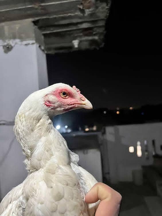 Paper white trio set | mianwali | breeder | chicks | hens For sale ...