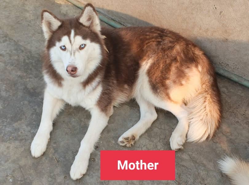 Siberian Husky Puppy Woolly Coat Imported Bloodline Husky Puppies ...