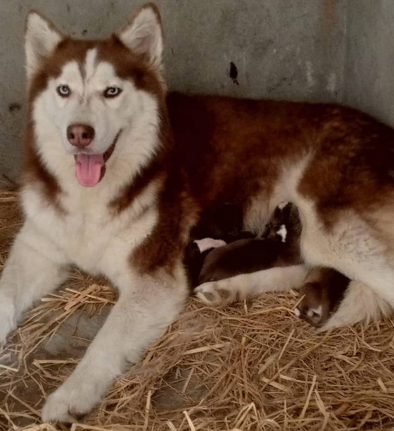 Siberian Husky Puppy Woolly Coat Imported Bloodline Husky Puppies ...