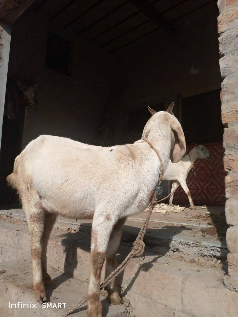 Cross breed goat - Goats - 1110706885