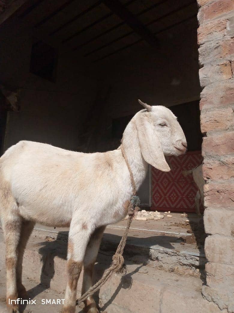 Cross breed goat - Goats - 1110706885