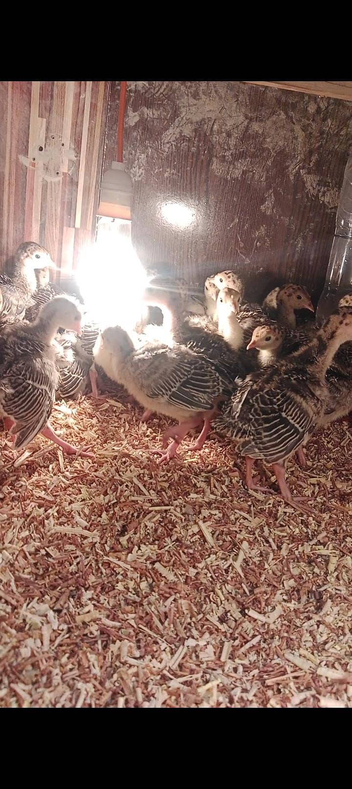 turkey chicks - Other Birds - 1110707097