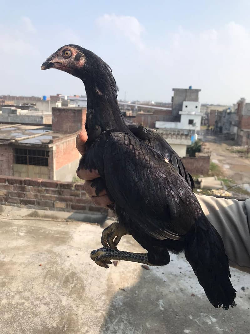 Thai pthiyan shamoo ptha - Hens - 1110711908