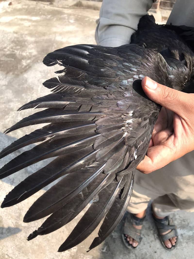 Thai pthiyan shamoo ptha - Hens - 1110711908