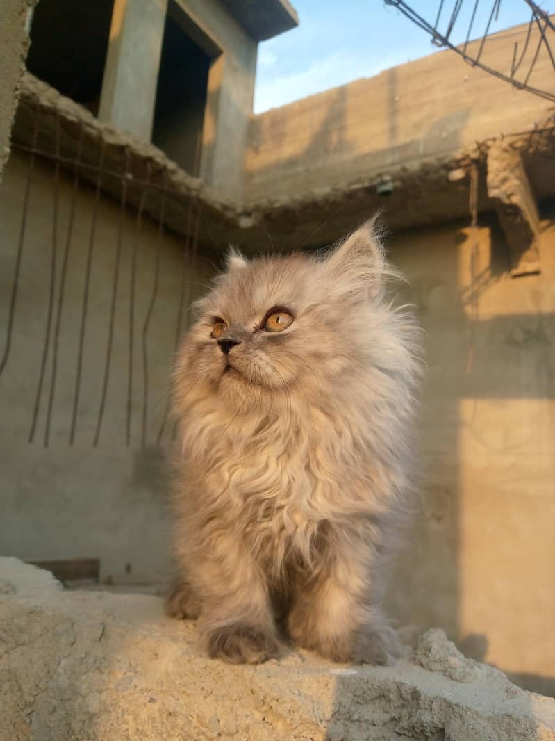 Pure Persian Semi Punch Face Kitten/Cat - Cats - 1110715823