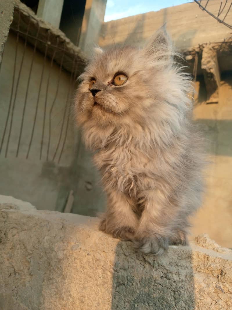 Pure Persian Semi Punch Face Kitten/Cat - Cats - 1110715823