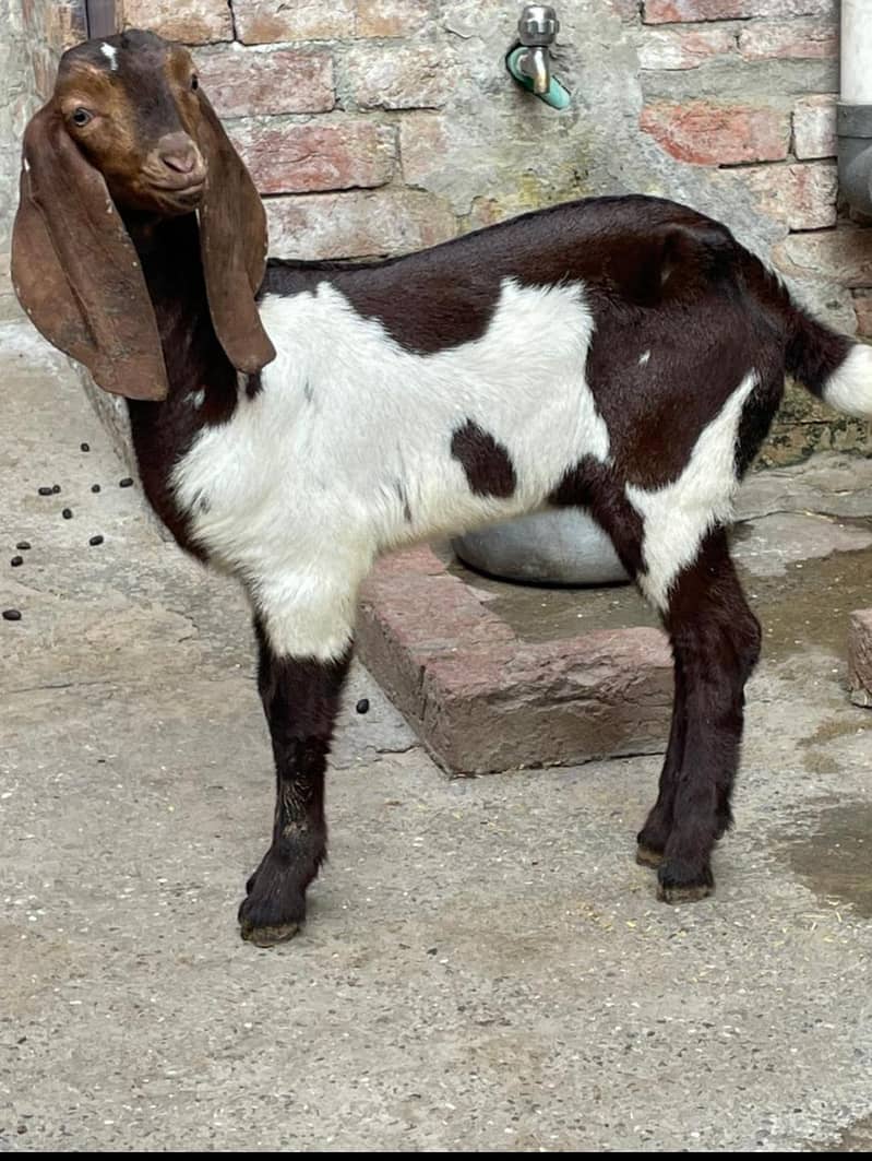 bakryan for sale - Goats - 1110716291