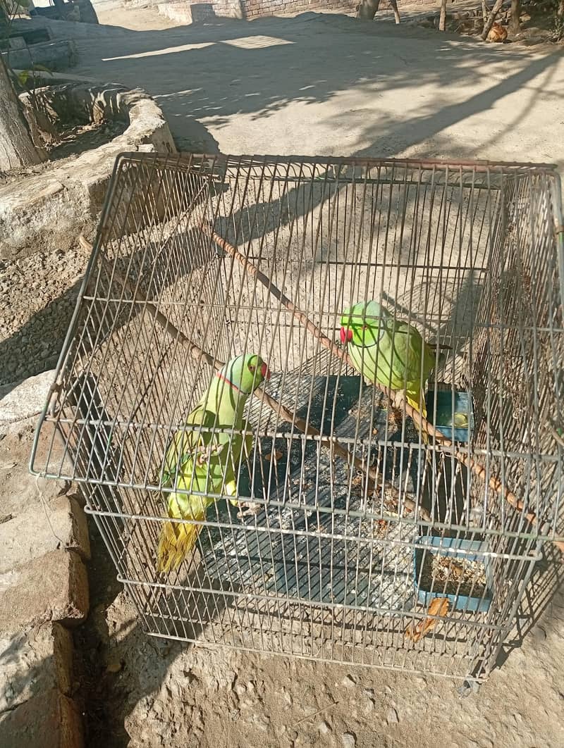 Two male patriots - Other Birds - 1110719929