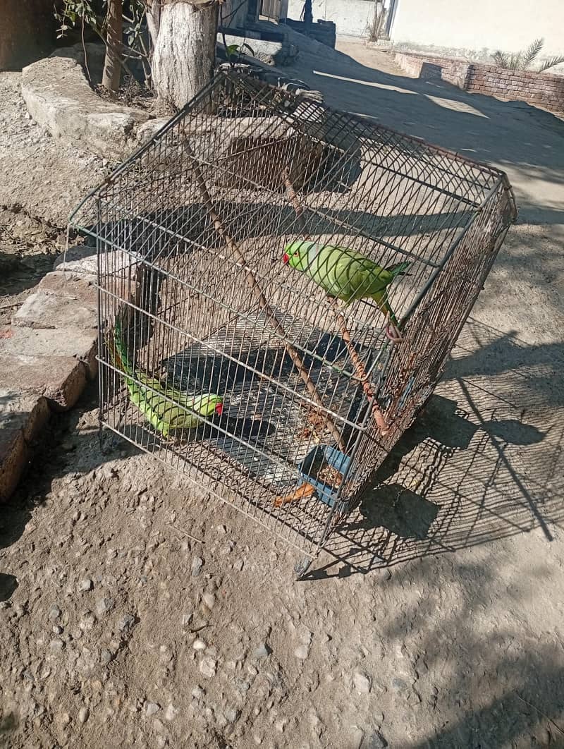 Two male patriots - Other Birds - 1110719929