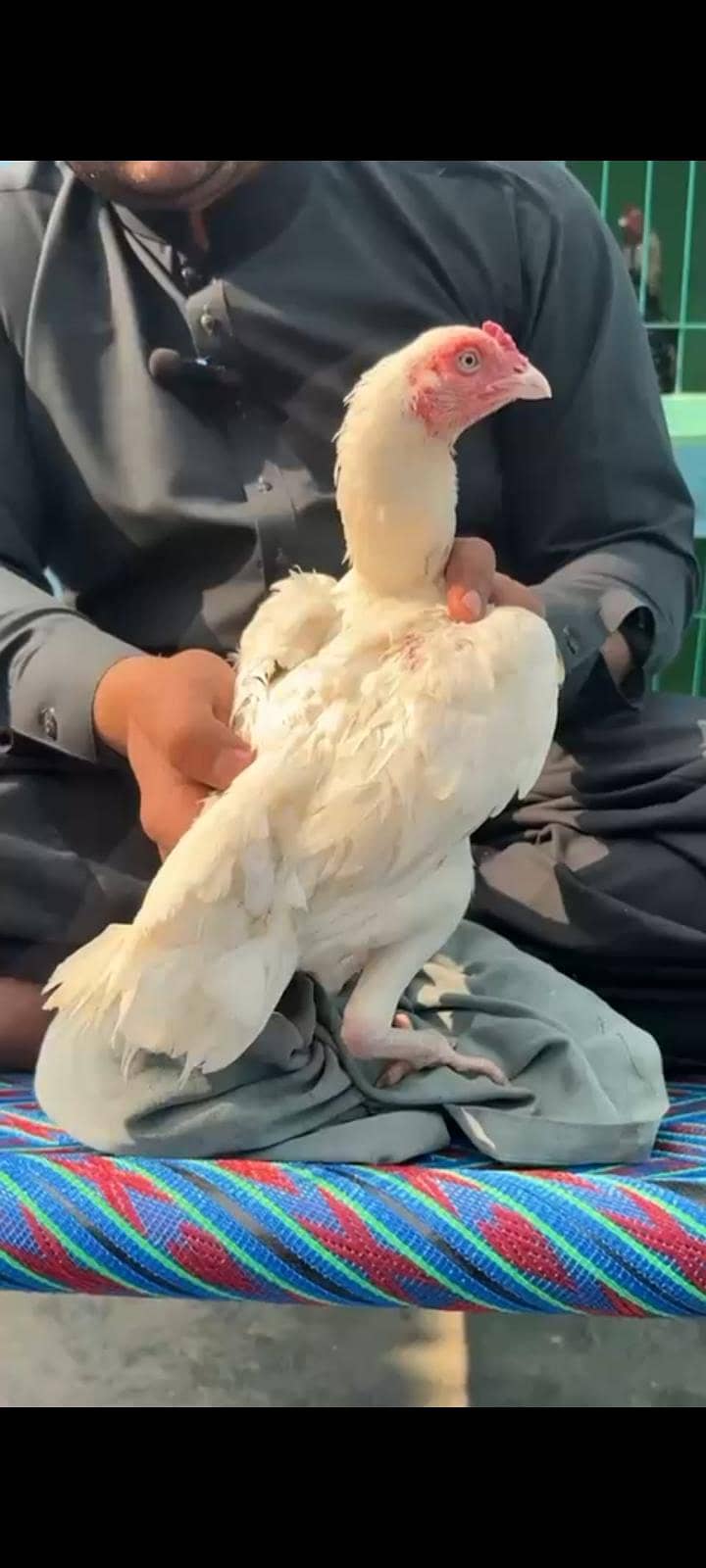 Aseel pure heeri paper white - Hens - 1110014607