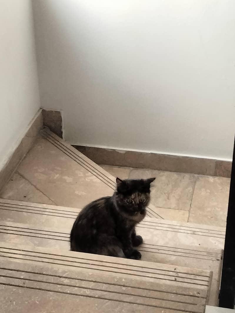 Tripple coat persian kittens (description) - Cats - 1110724843