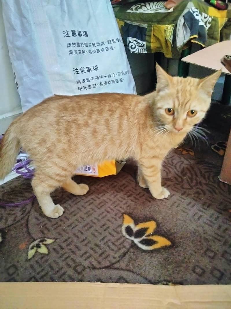 Tripple coat persian kittens (description) - Cats - 1110724843