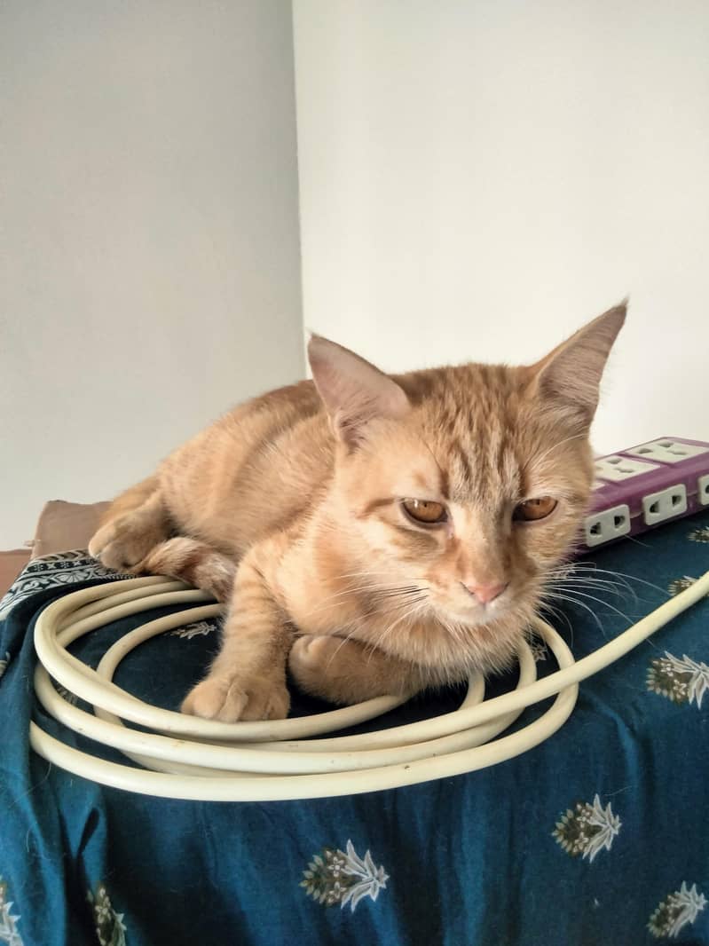 Tripple coat persian kittens (description) - Cats - 1110724843