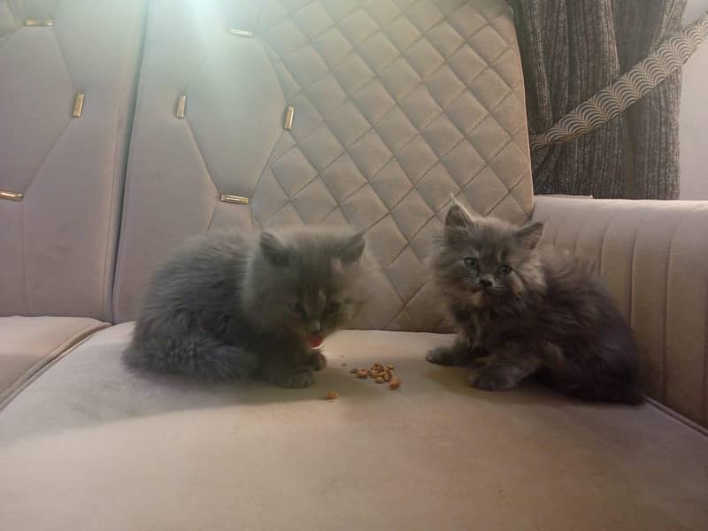 pure persian Kittens - Cats - 1110730586
