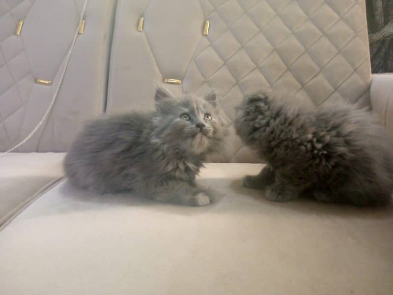 pure persian Kittens - Cats - 1110730586