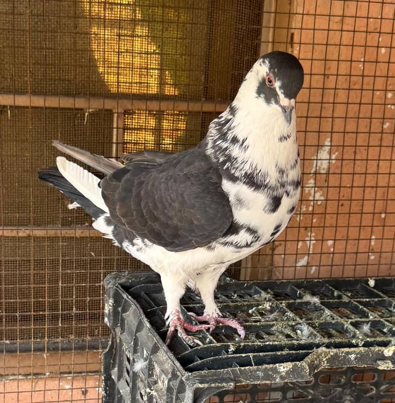 Fancy Pigeons Different Types - Pigeons - 1110732934