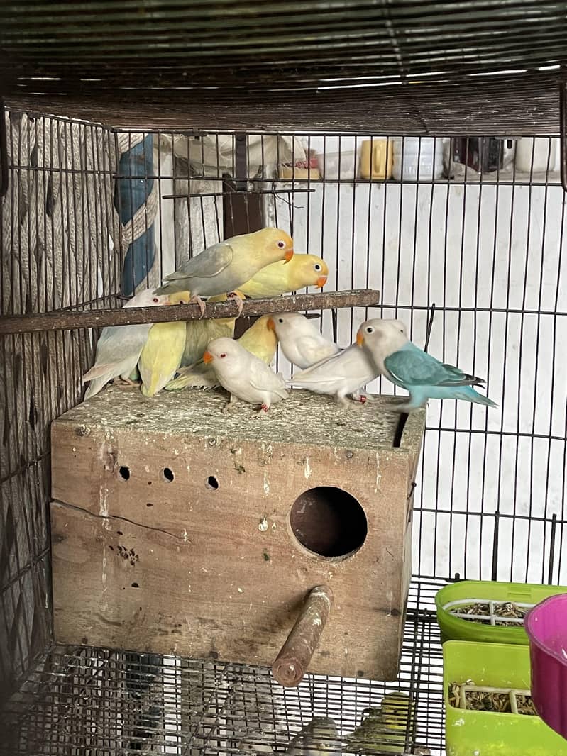 creamino decino albino red eye palefallow love bird - Parrots - 1110733921