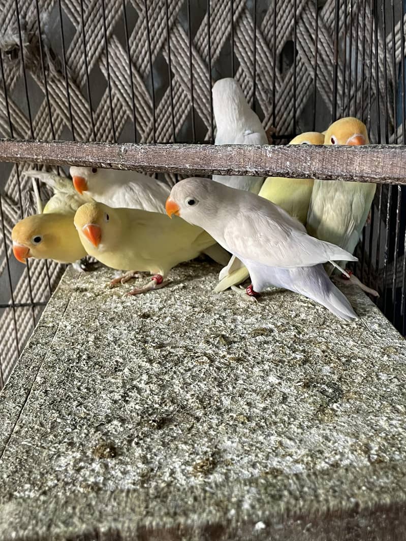 creamino decino albino red eye palefallow love bird - Parrots - 1110733921