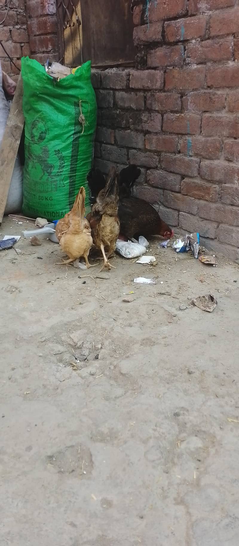 Ando vale murgia - Hens - 1110733971