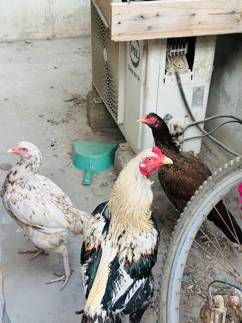 Aseel Jawa Murga | Aseel murgi and Wood cage - Hens - 1110734289