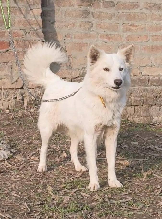 Russian male long hair full security guardian family dog for sale ...