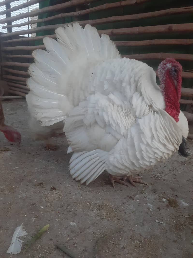 WHITE TURKEY - Other Birds - 1110736326
