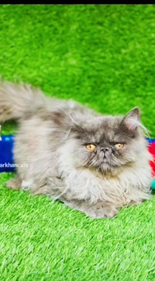 pikki male - Cats - 1110738721