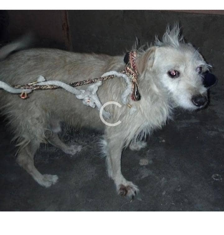 Russian dog urgent sale - Dogs - 1110742832