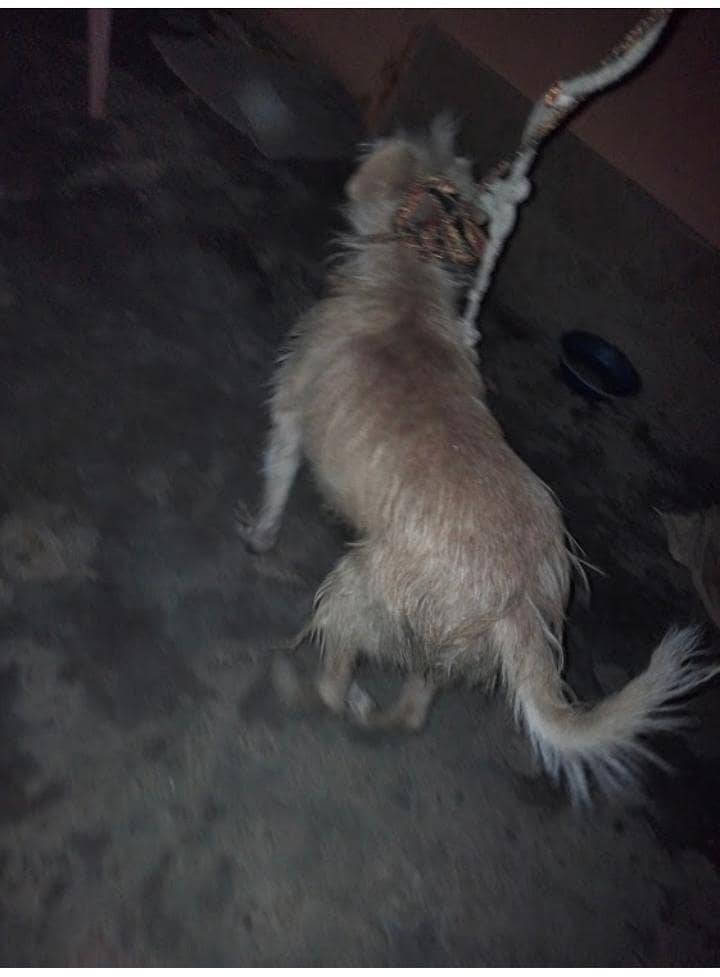 Russian dog urgent sale - Dogs - 1110742832