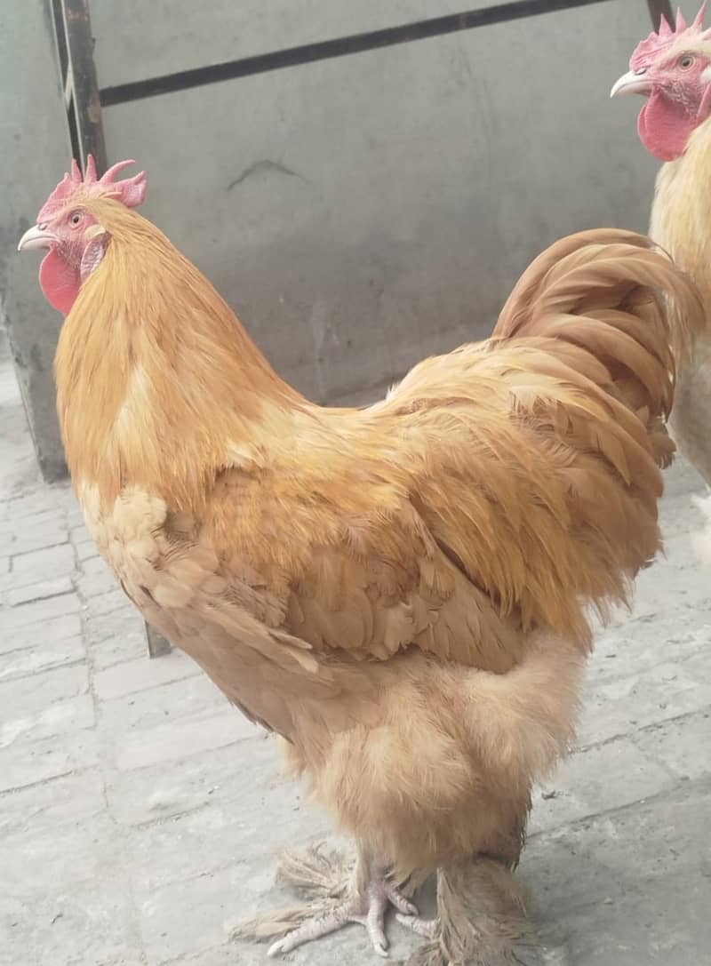 Golden Buff Murge | Breed ke liye ready Hain | Healthy and beautiful ...