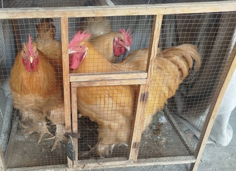 Golden Buff Murge | Breed ke liye ready Hain | Healthy and beautiful ...