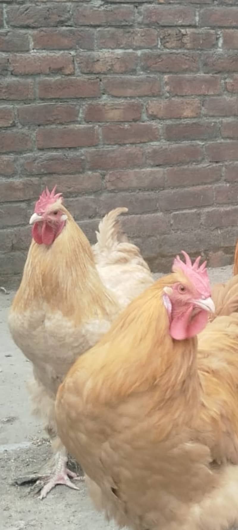 Golden Buff Murge | Breed ke liye ready Hain | Healthy and beautiful ...