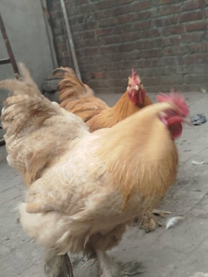 Golden Buff Murge | Breed ke liye ready Hain | Healthy and beautiful ...