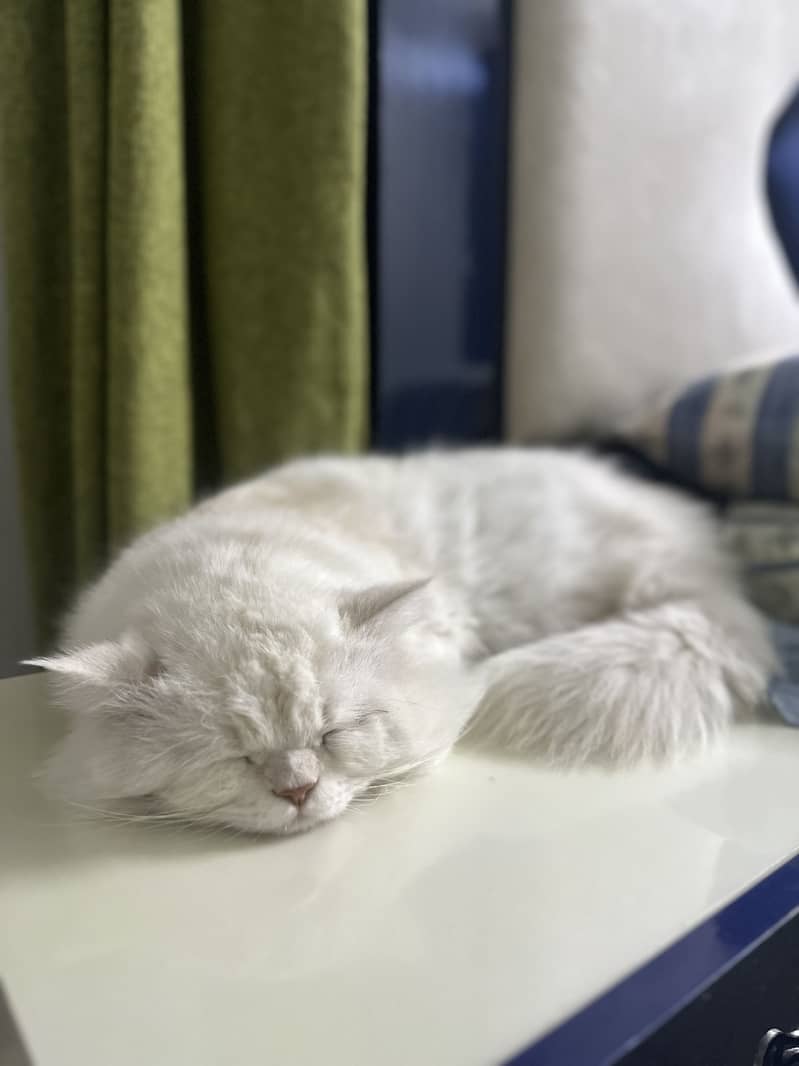 Russian cat urgent sale - Cats - 1110744514