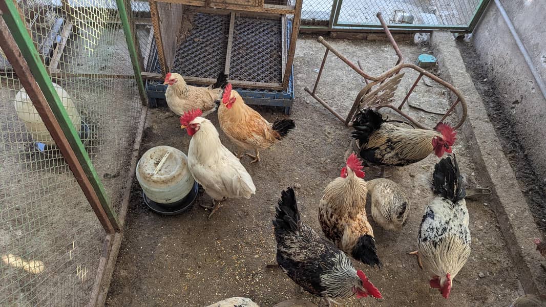 misri murga for sale - Hens - 1110748442