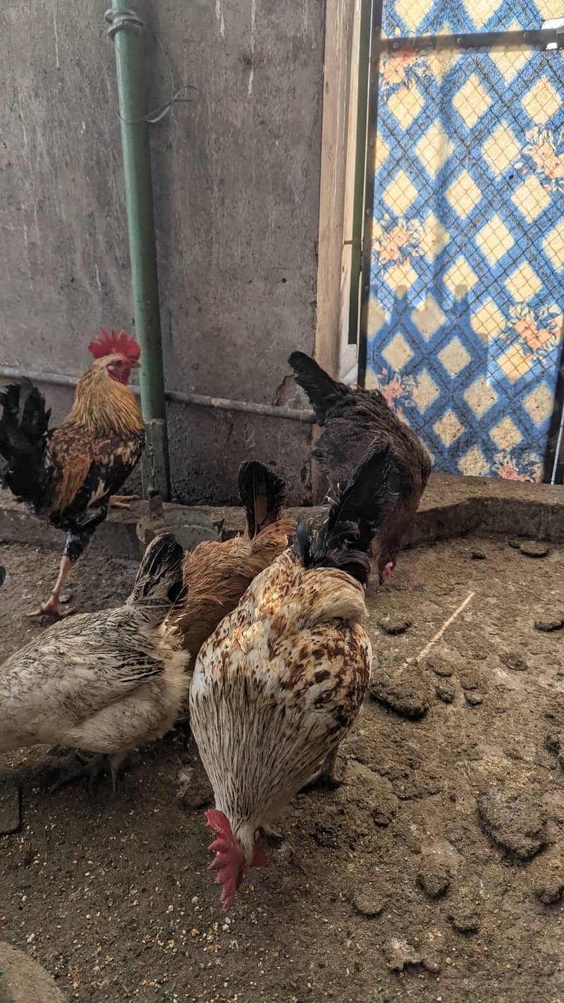 misri murga for sale - Hens - 1110748442