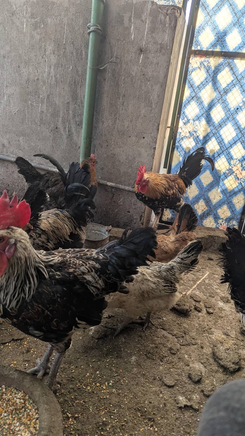 misri murga for sale - Hens - 1110748442