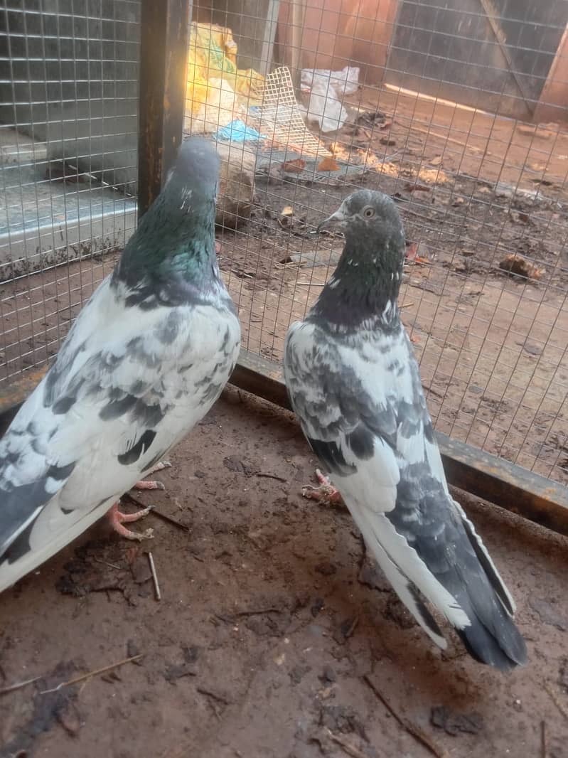 Teddy pair for breading and high fly - Pigeons - 1110750049