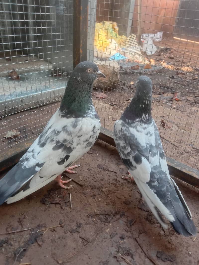 Teddy pair for breading and high fly - Pigeons - 1110750049