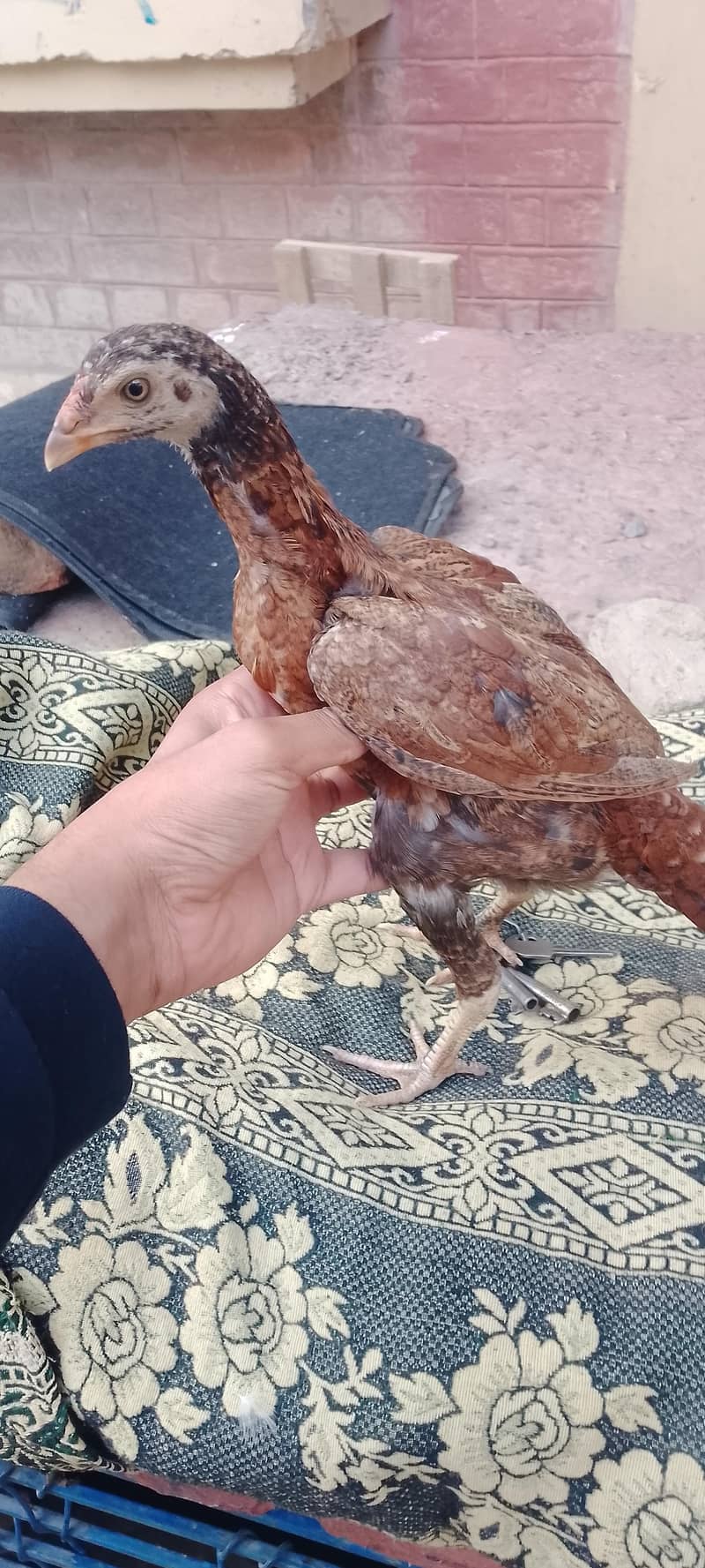 Aseel chicks/Aseel - Hens - 1110750678
