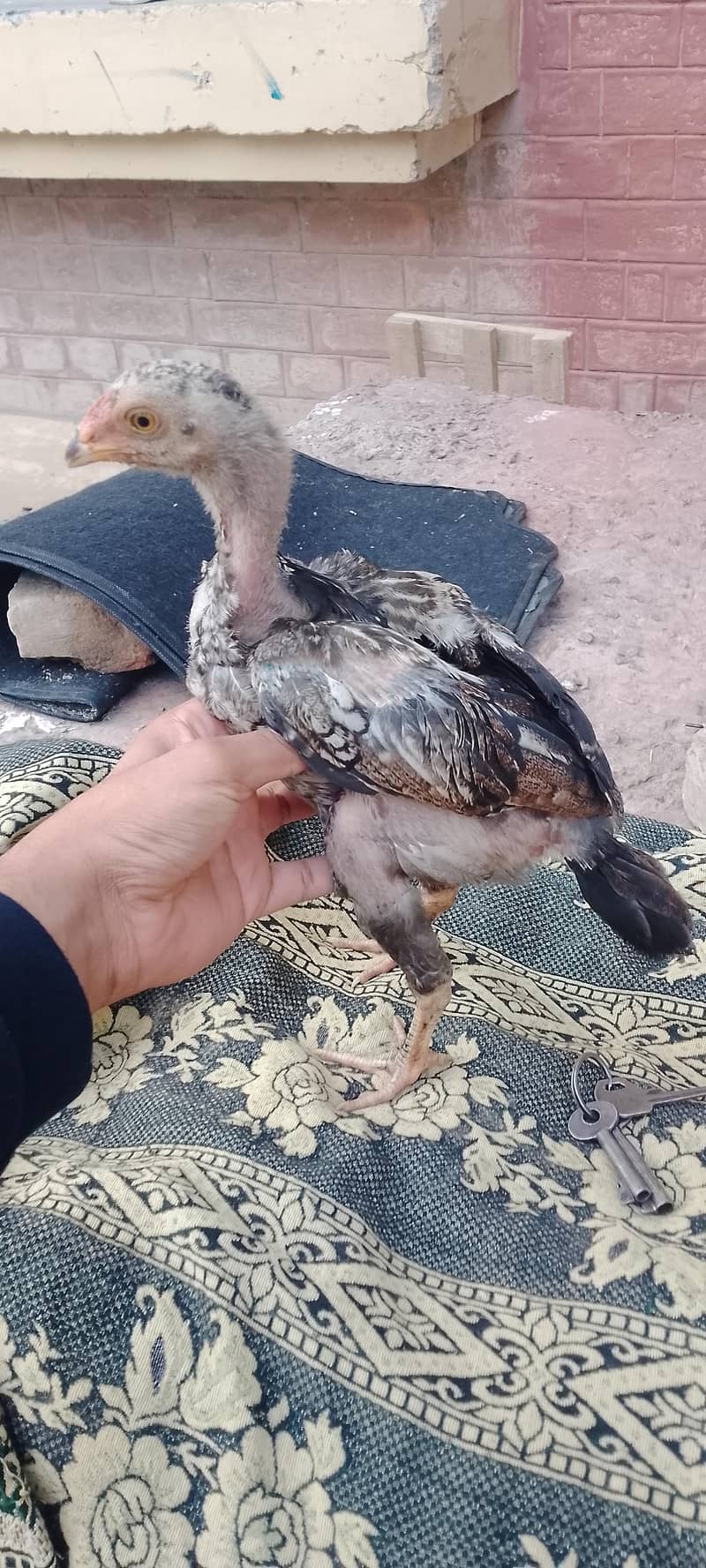 Aseel chicks/Aseel - Hens - 1110750678