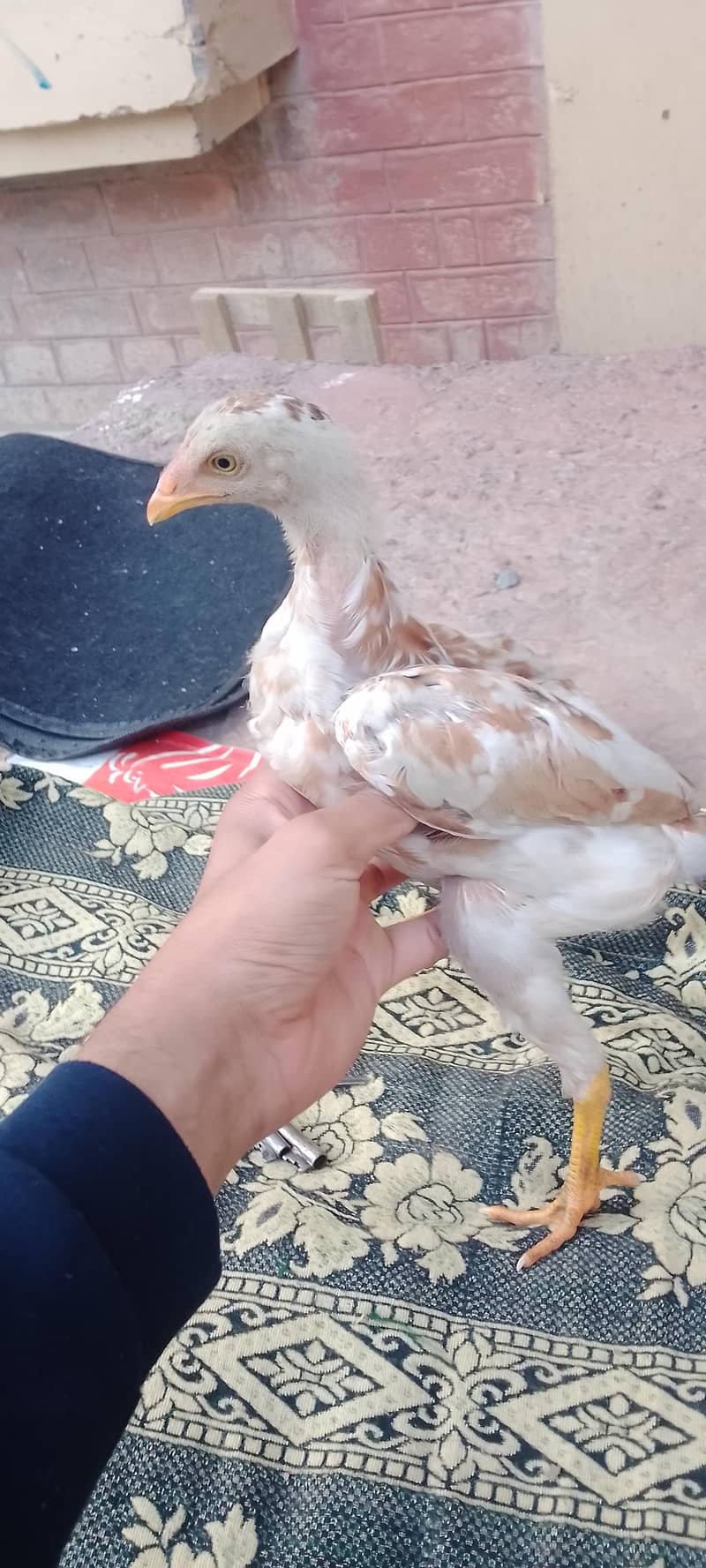 Aseel chicks/Aseel - Hens - 1110750678