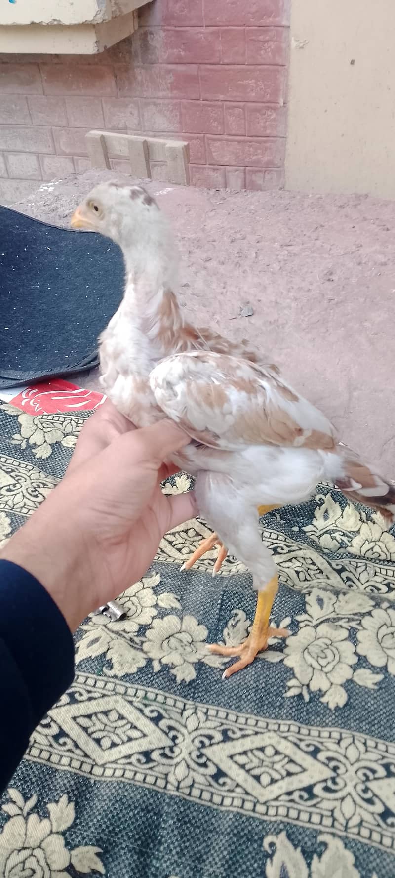 Aseel chicks/Aseel - Hens - 1110750678